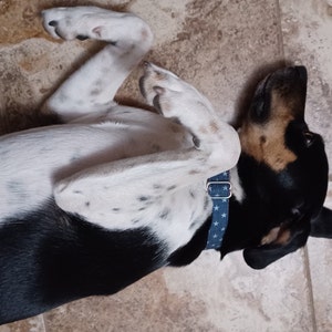 Banjo Dog Collar Harness or Leash With Personalized Engraved - Etsy