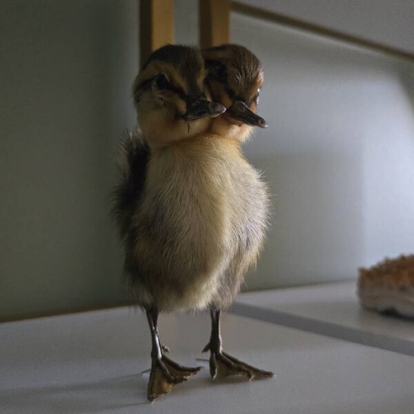 Thriller Strange 2 Headed 1：1 Duck Taxidermy Brown Duckling Oddity Home ...