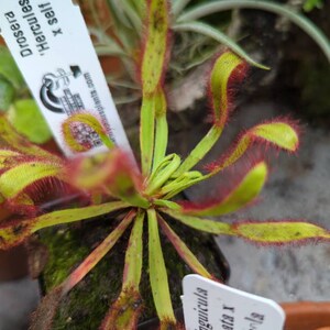 Soil Mix for Drosera, Venus Flytrap, and Sarracenias - Etsy