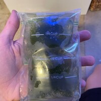 Live Frag Purple Fauchea Macro Algae Marine Saltwater Plant Reef ...