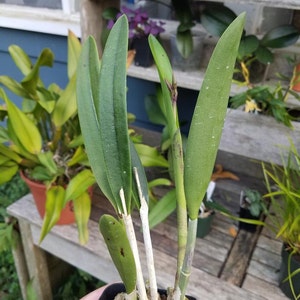 Orchid Blc. Rustic Spots Potted - Etsy