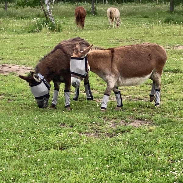 Sheep Leg Wraps, Goat Leg Wraps, Mini Horse Leg Wraps, Serape Cheetah ...