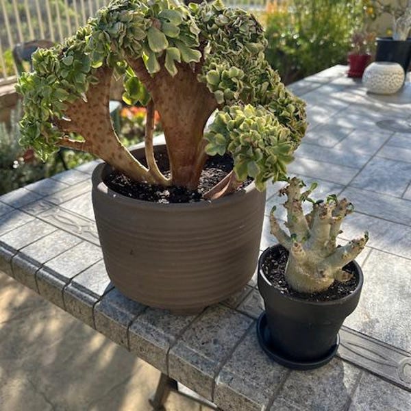 Rare Adenium Godzilla Caudex, Succulent for Your Collection - Etsy