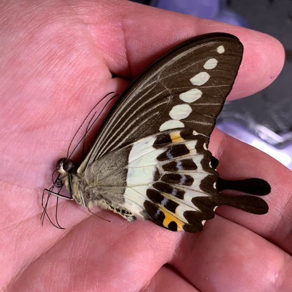 Real Assorted Butterflies, 5, 10 or 25 UNMOUNTED, WINGS/CLOSED ...