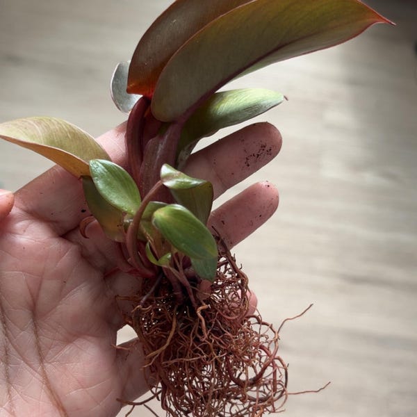 Stolen Kiss Hibiscus Starter Plant (ALL STARTER PLANTS Require You to ...