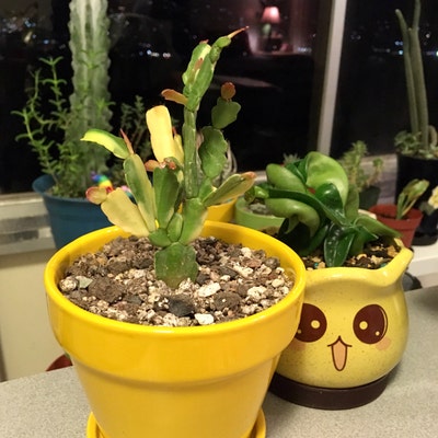 4 Pot of Variegated Christmas Cactus Schlumbergera Norris Rare ...