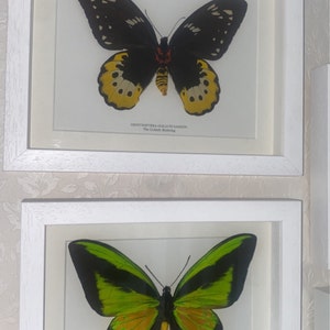 Alpine Black Swallowtail Spring Form Butterfly Frame - Etsy