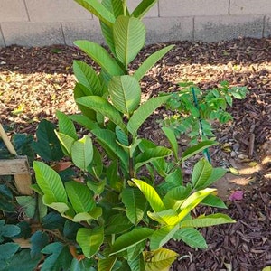 Orange Sherbet Mango Tree Grafted One of the Best Mango in the World - Etsy