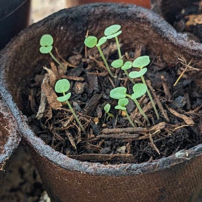 Billy Button Seeds, Craspedia, Billy Balls, Craspedia Globosa CD0150 - Etsy