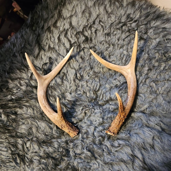 5 Forked Deer Antler Tines Small - Etsy
