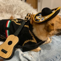 Mariachi Dog Costume/ Mariachi Outfit for Dogs/ Mexican Dog Costume ...