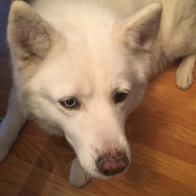 Wolf Spirit Incense Sticks Wolf Spirit Guide, Wolf Totem Animal ...