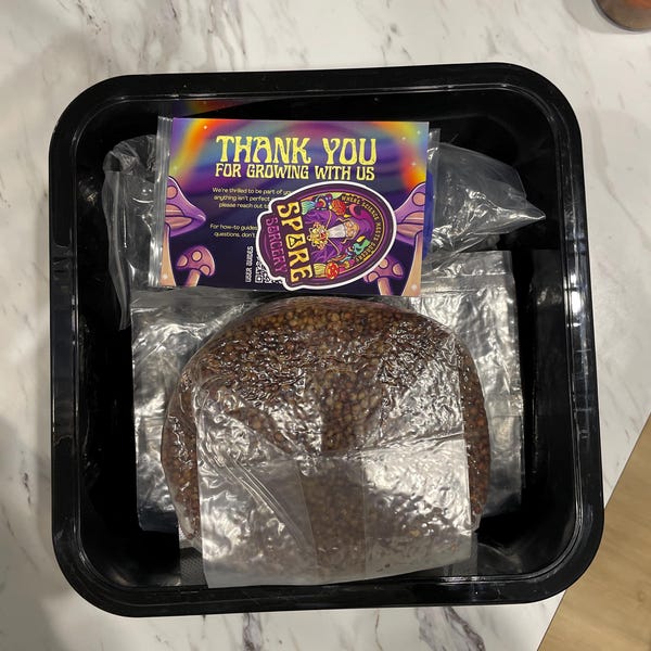 3 Pack | 5lb Milo Sorghum Grain Spawn| Sterilized Grain for Mushrooms ...