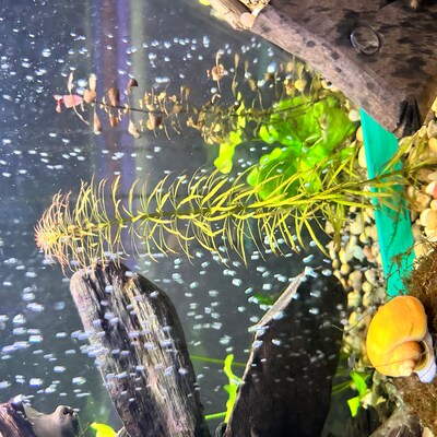 4 Micro Bucephalandra Plants Live Aquarium Plants Free S/h Live Aquatic ...