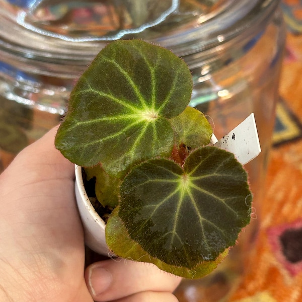 Begonia Subacida, Terrarium Species From Brazil. 2 Inch Potted Plant - Etsy