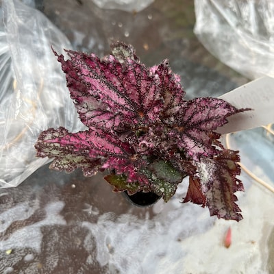 Rex Begonia 'purple Rain' BFF EXCLUSIVE - Etsy