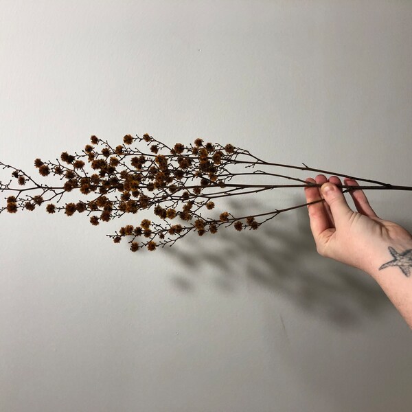 LARGE Head Preserved Hydrangeas Espresso Chocolate Brown Dried Flowers ...