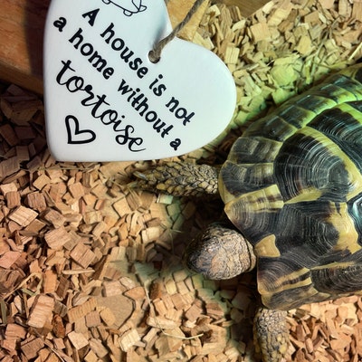 Tortoise Hanging Decoration, Tortoise Gifts, Tortoises Home Decor ...