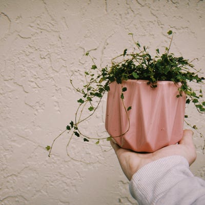 4 African Violet cabbage Patch - Etsy