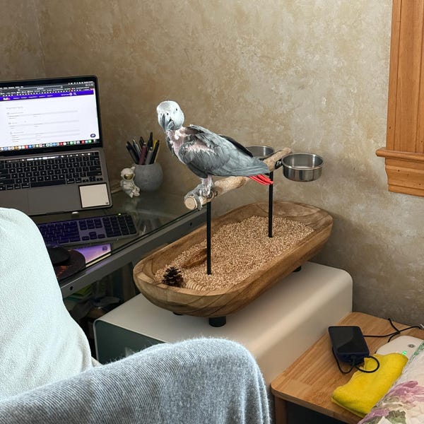 Textured Wooden Parrot Stand • Modern Parrot Stand • Tabletop Parrot ...