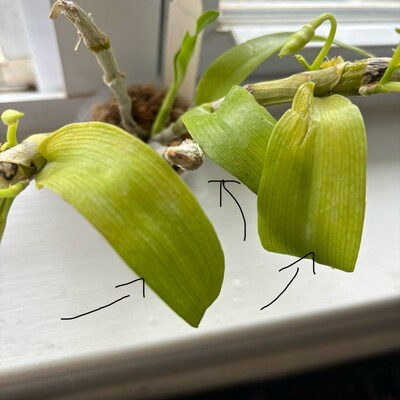 Phal. Tzu Chiang Chrisna, Fragrant Smell Like Roses - Etsy