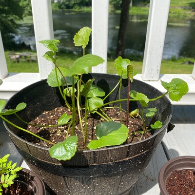 Luna & Moth Food Sweet Gum Leaves Liquidambar Styraciflua - Etsy