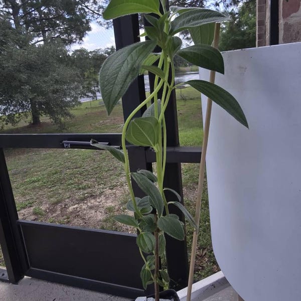 Pitiona, Oaxaca Lemon Verbena, Juanilama, Lippia Alba, 1 Live Plant 2.5 ...