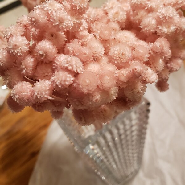 Dried Flower Immortelle sherbet Pink - Etsy