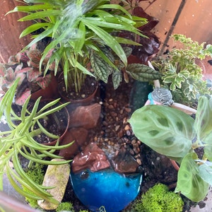 Turquoise Tropical Springs Terrarium With Live Moss in Mini - Etsy