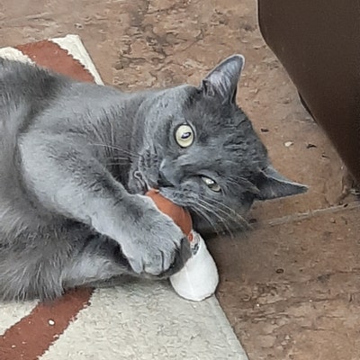 Severed Leg Catnip Toy / Giraffe Leg / Cat Toy / Pet Gift / Cat Lover ...