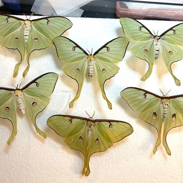 3 PRACTICE Grade Specimens of LUNA Moth Actias Luna - Etsy