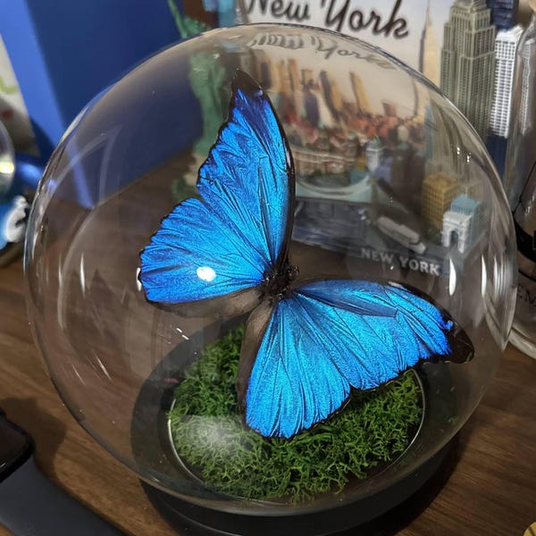 Preserved Blue Morpho Menelaus Butterfly in Glass Dome - Etsy