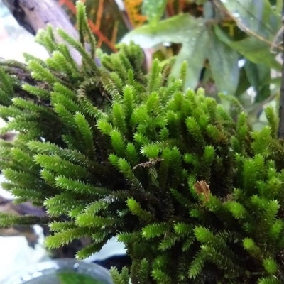 Spoon Leaved Moss Bryoandersonia Illecebra Live Terrarium Moss - Etsy