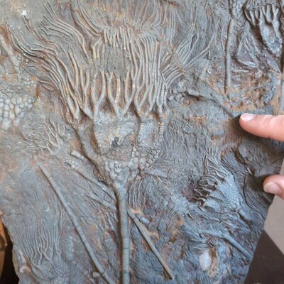 Detailed Crinoid Plate - Etsy