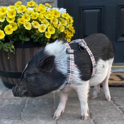 Dog Tag Bunny Chaser Dog Tag Funny Pet Tag Dog ID Tag - Etsy