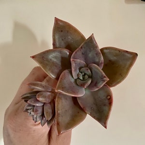 One of a kind rare live Succulents by EpicSucculent on Etsy