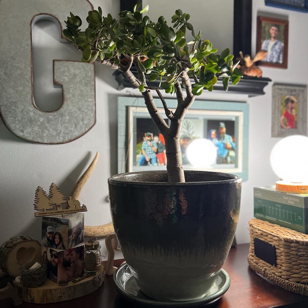 Large Gollum Jade Tree - Crassula Ovata Gollum - Shipped Bare Root Live ...