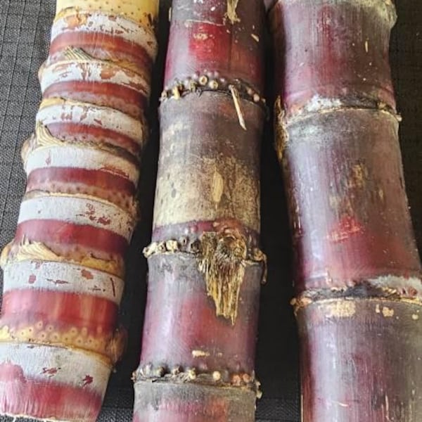 Sugar Cane Home Green Cuttings - Etsy