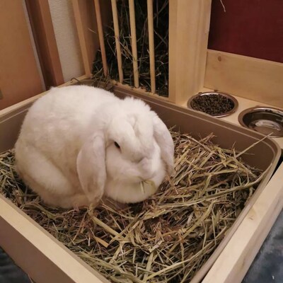 Large W/ Back Bowls Hop Box: Rabbit Bunny Hay Feeder and Litter Pan ...