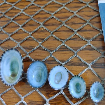 25 to 500 Limpet Shells Seashells Aqua Blue Teal Green Limpet Small ...