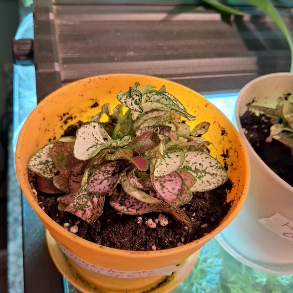 Hypoestes Mix “color Splash” Starter Plant **(ALL Plants Require You to ...