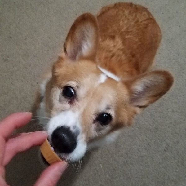 AKC Scent Work Search Element Cheat Sheet - Etsy