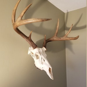 European Skull Mount Hanger Bracket KRENEK SKULL BRACKET Deer, Hogs ...