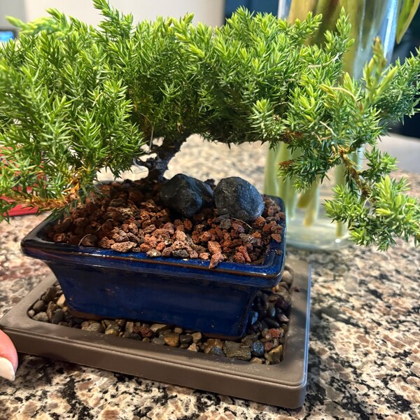 Orchid Plant LIVE Dendrobium Alice Iwanaga | Rare BLOOMING SIZE Indoor ...