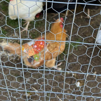 Hen Saddle, Chicken Apron Tail Guard AND Now Added Wing Guard PDF ...