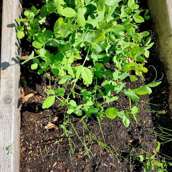 30 Heirloom Dwarf Tiny Tim Tomato Seeds, Organic, Container, Patio ...