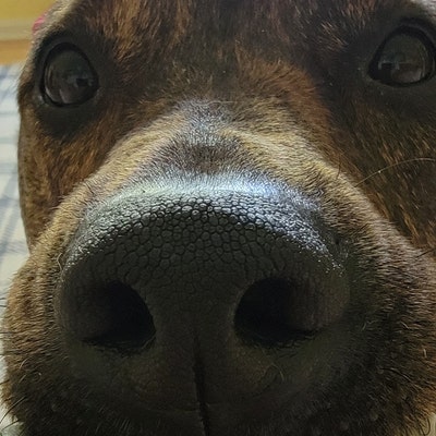 Boop Sticker Dog Nose Sticker Funny Dog Sticker Cute - Etsy