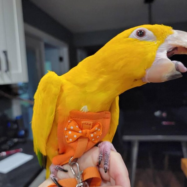 Party Bird Flight Suits With 2meters Leash for Parakeet Parrotlet ...