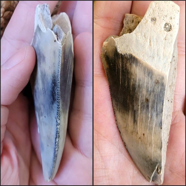 Broken Megalodon Shark Tooth - Etsy