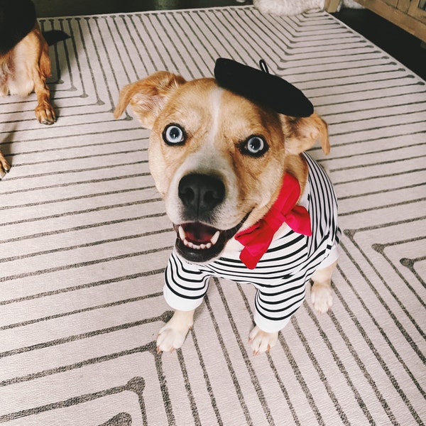 Mini Beret Hat for Dogs (26+ Colors) - Etsy